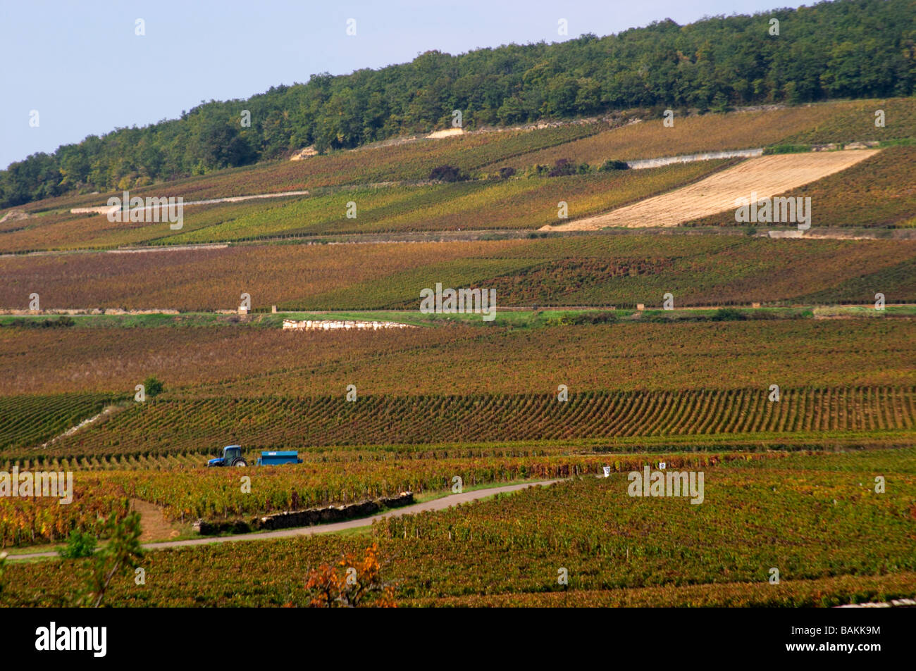 Aloxe corton bourgogne france Banque de photographies et d’images à ...