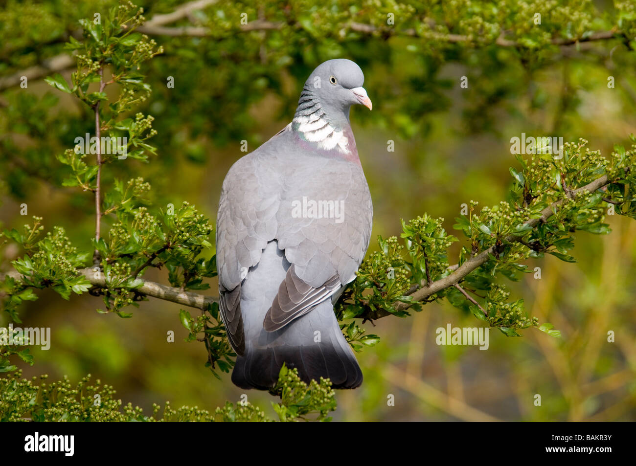 Pigeon ramier Banque de photographies et d’images à haute résolution ...