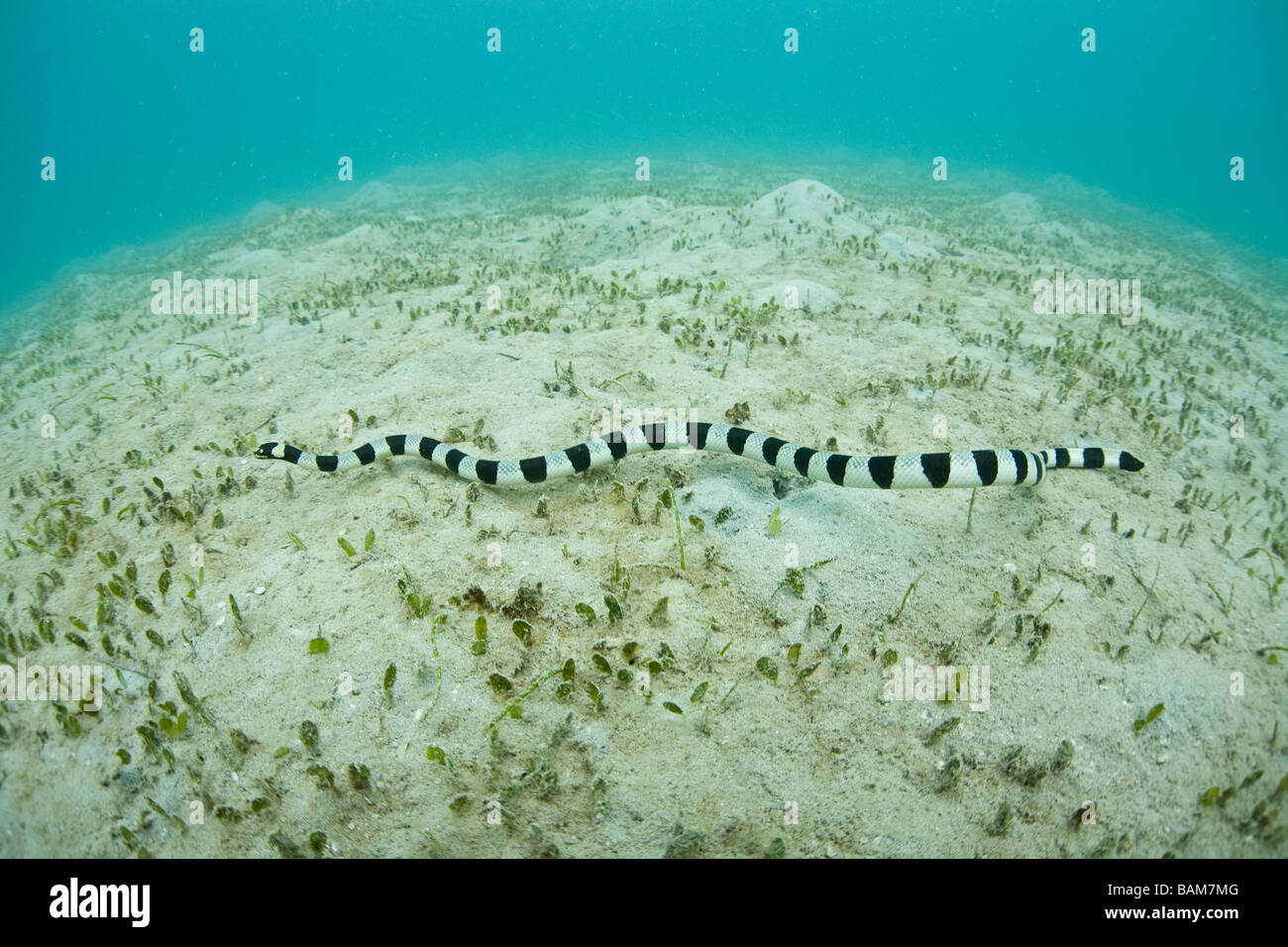Bagués Venemous lèvre jaune Serpent de mer Laticauda colubrina Kadavu ...