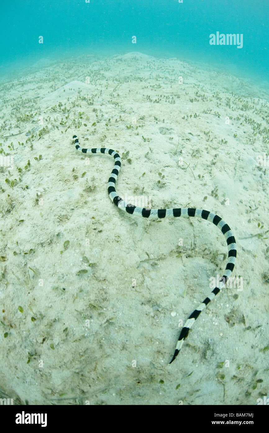 Snake lagoon Banque de photographies et d’images à haute résolution - Alamy