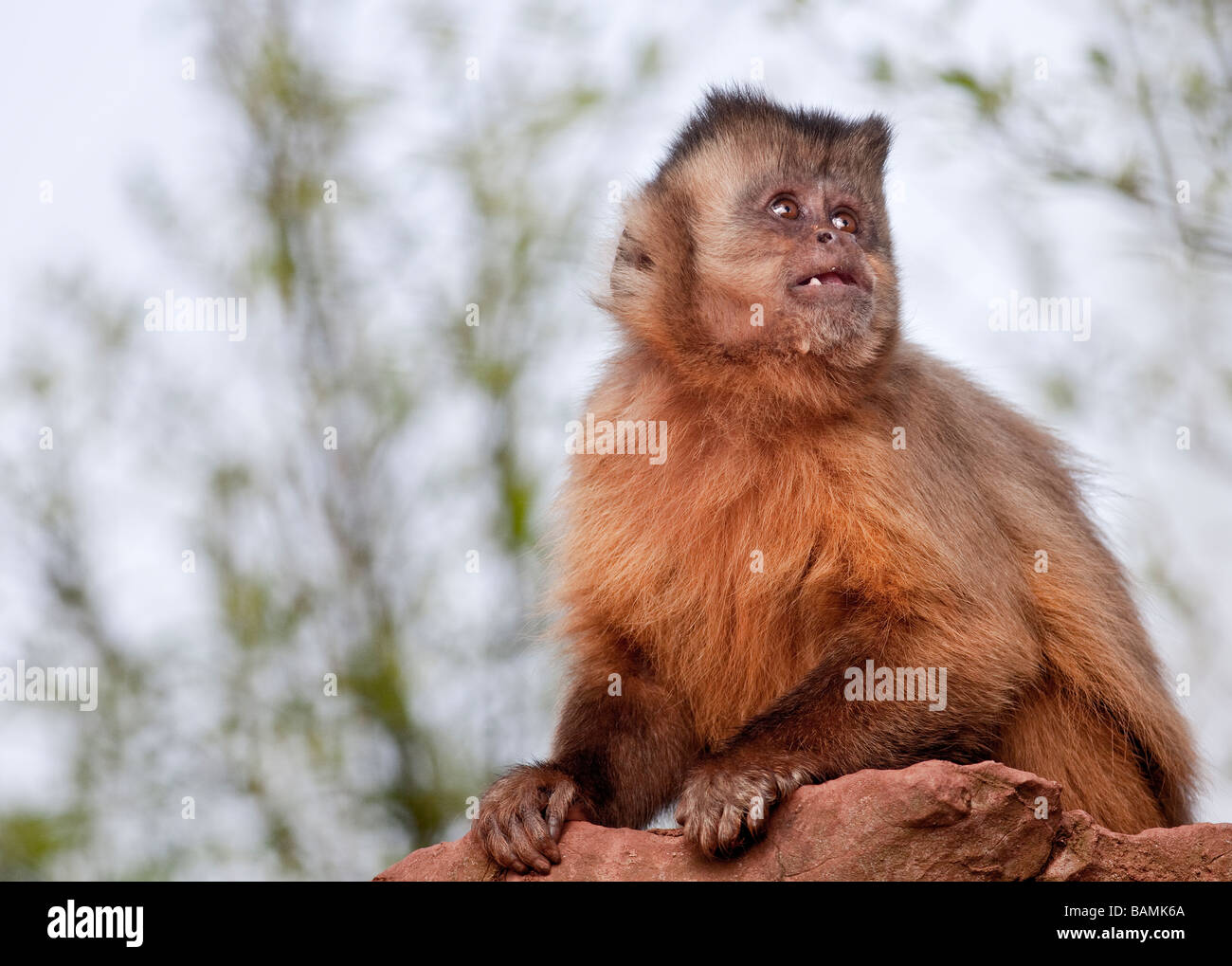 Capucin brun Banque de photographies et d’images à haute résolution - Alamy