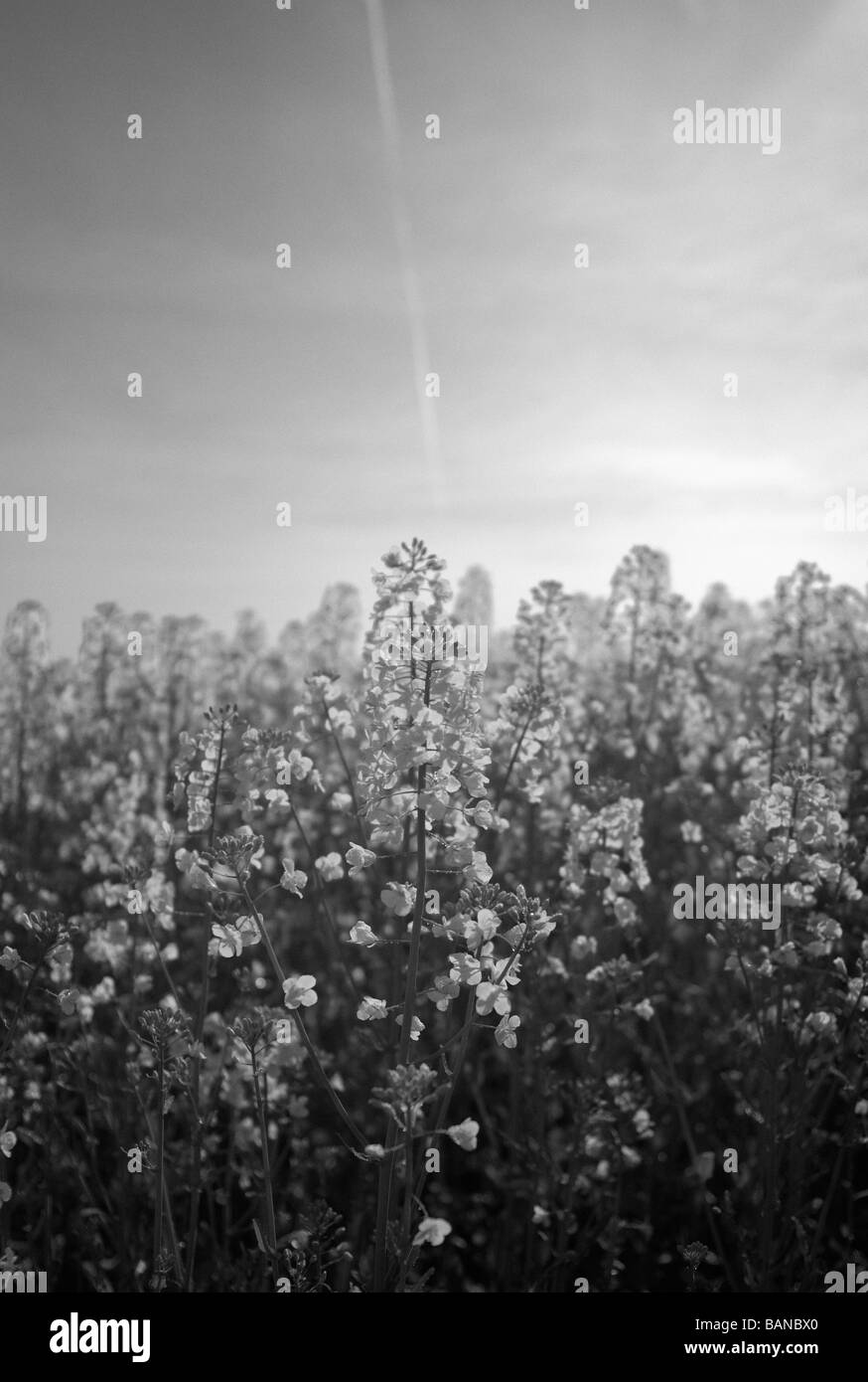 Colza blanc Banque d'images noir et blanc - Alamy