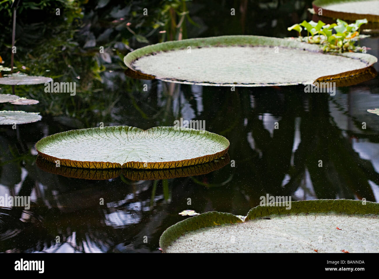 Plante amazonienne Banque de photographies et d’images à haute ...