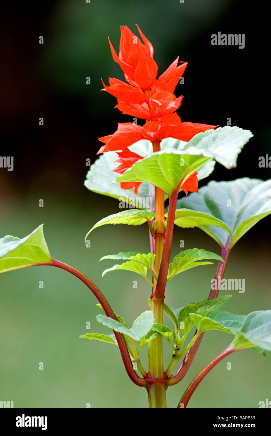 Plante de sauge écarlate Banque de photographies et d’images à haute ...