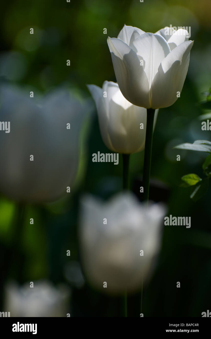 Tulipe blanche jardin Banque de photographies et d’images à haute ...