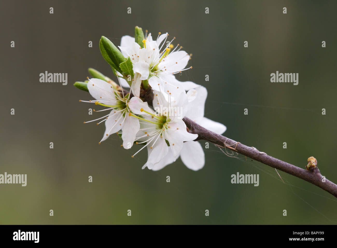 Fleur de prunus spinosa Banque de photographies et d’images à haute ...