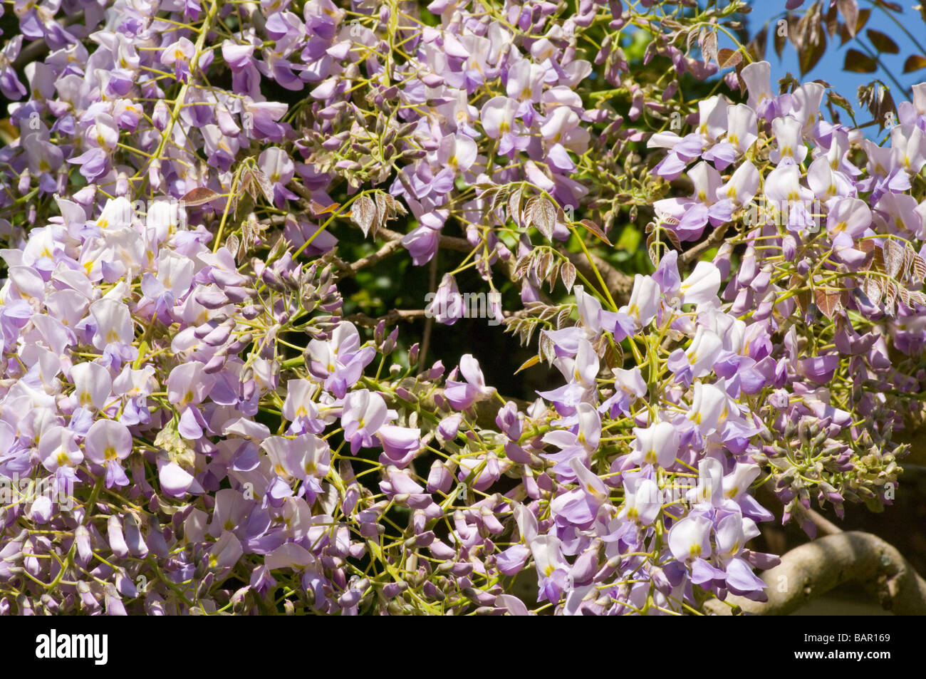 Glycine chinoise Banque de photographies et d’images à haute résolution ...