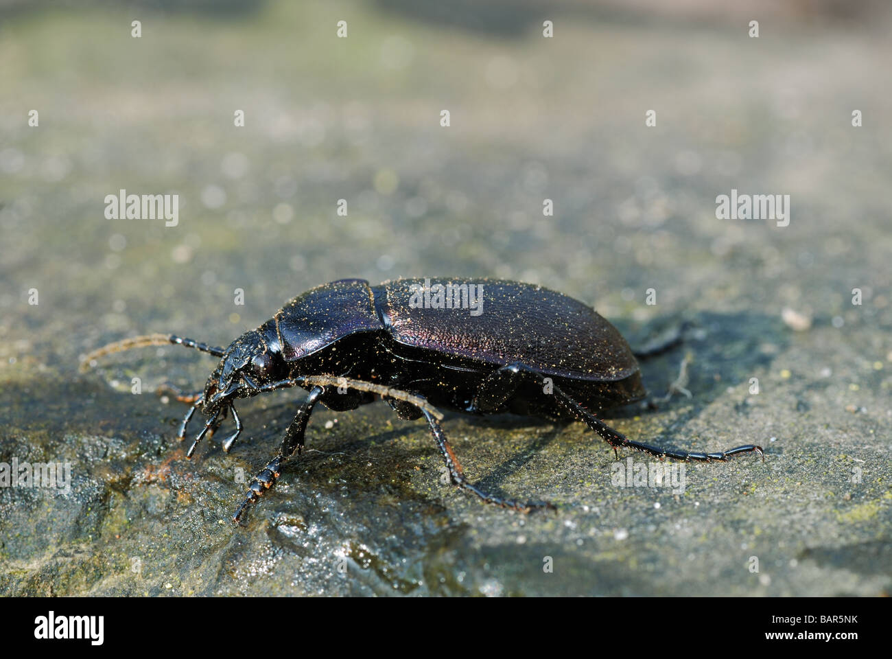 Carabus nemoralis Banque de photographies et d’images à haute ...