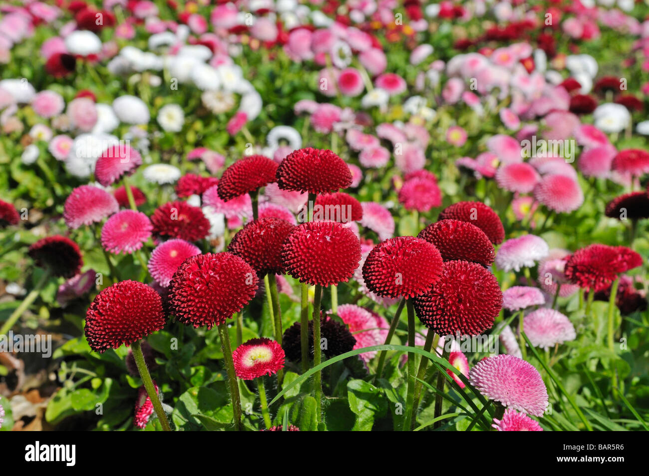 Marguerite rouge Cultivar Bellis perennis Pomponette daisy double Photo ...