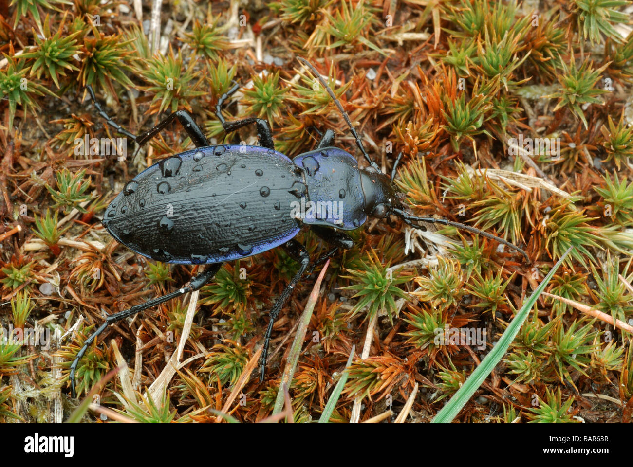 Carabus problematicus Banque de photographies et d’images à haute ...