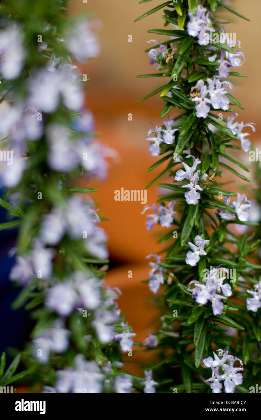 Pot de fleur de romarin Banque de photographies et d’images à haute ...