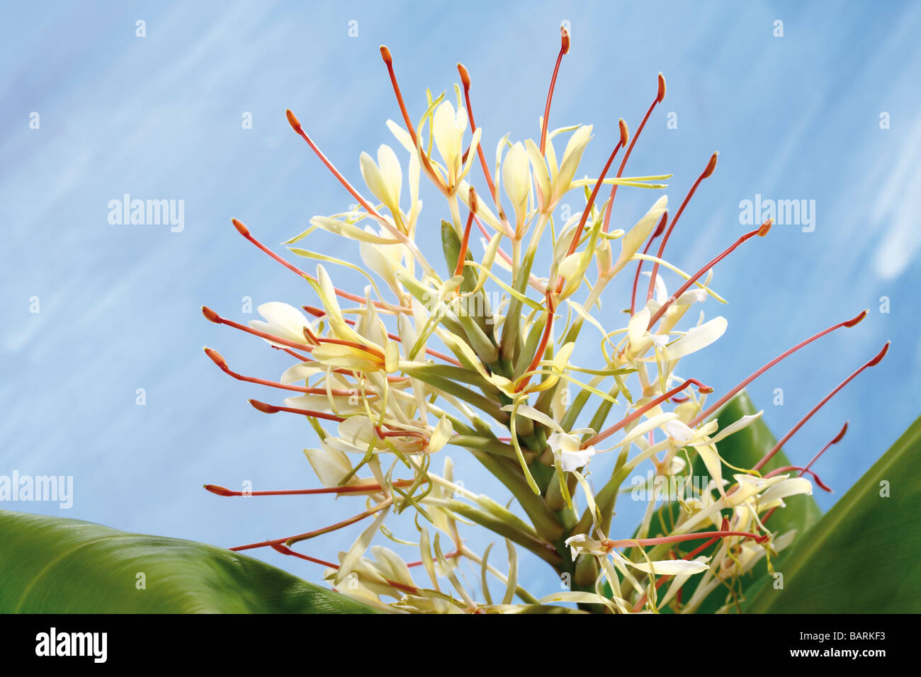 Hedychium spicatum Banque de photographies et d’images à haute ...