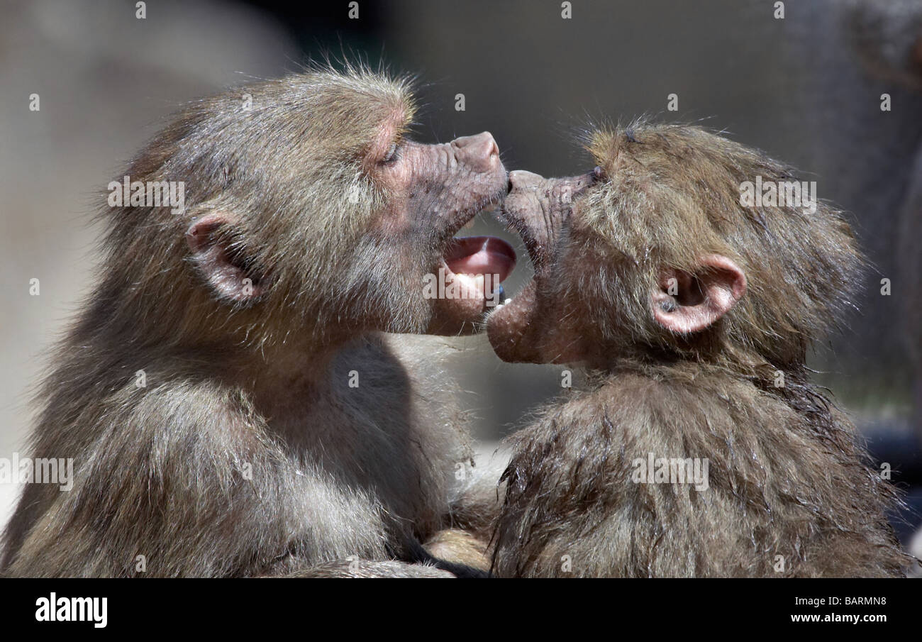 Deux singes tiennent Banque de photographies et d’images à haute ...