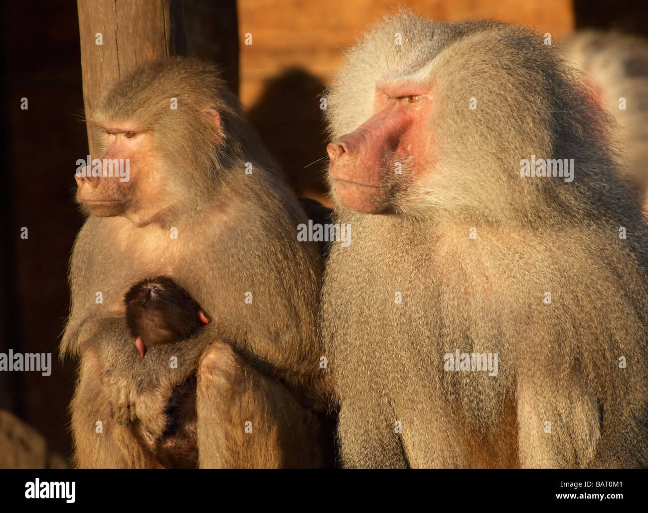 Couple de singe Banque de photographies et d’images à haute résolution ...