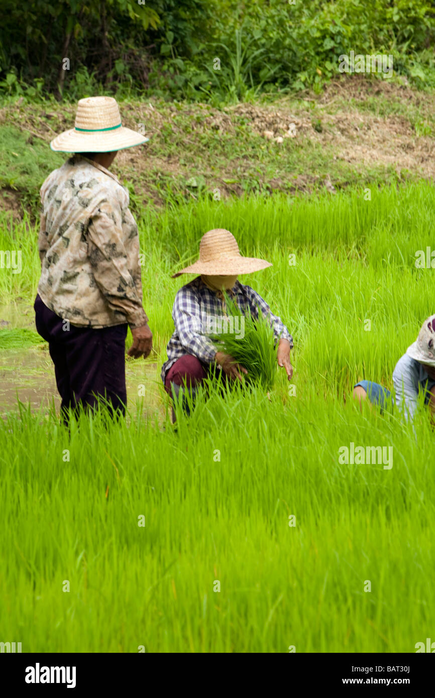 La culture du riz en Thaïlande Photo Stock - Alamy