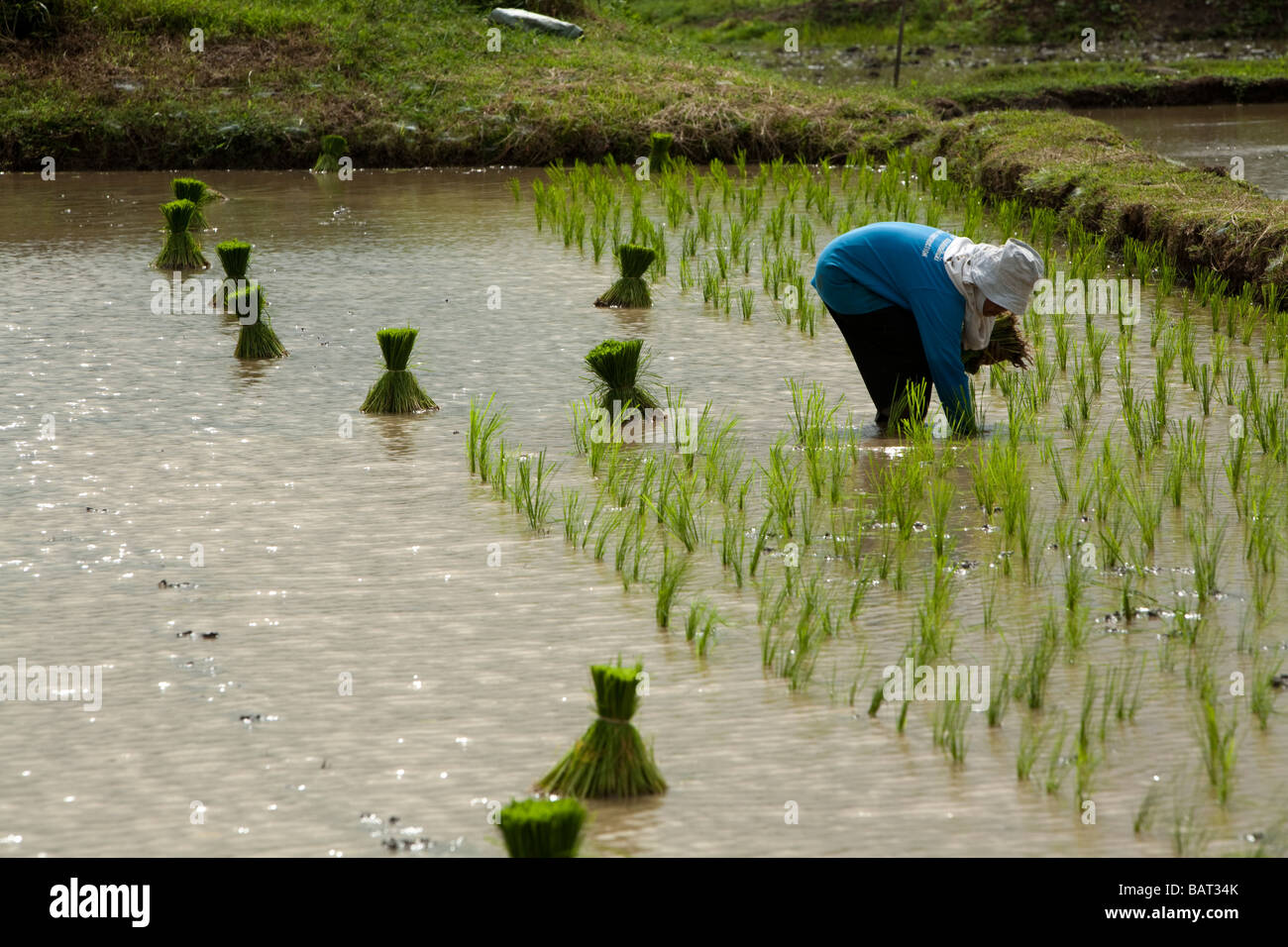 La culture du riz en Thaïlande Photo Stock - Alamy