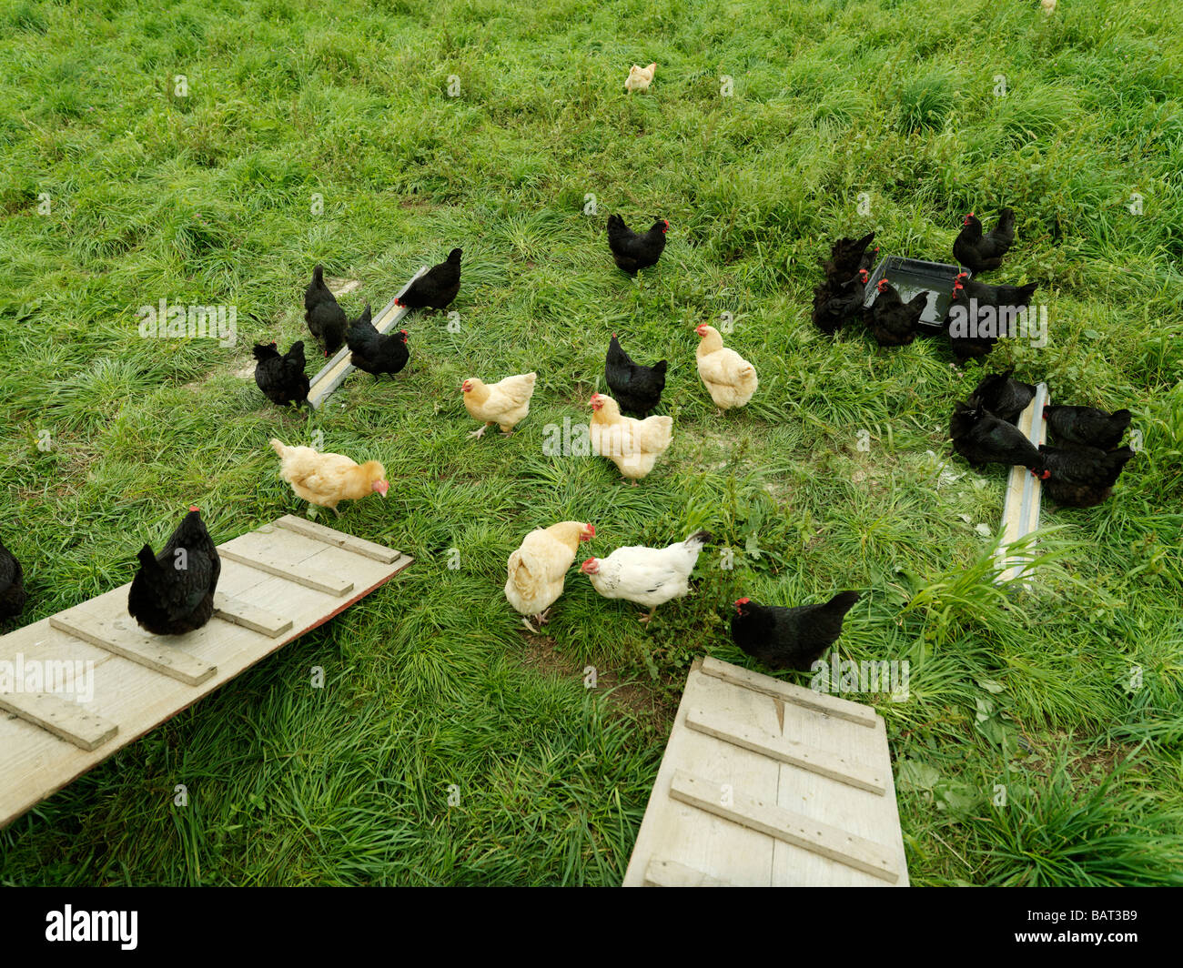 élevage de poulets en plein air Banque de photographies et d’images à ...