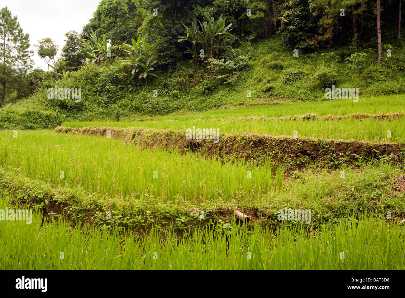 La culture du riz en Thaïlande Photo Stock - Alamy