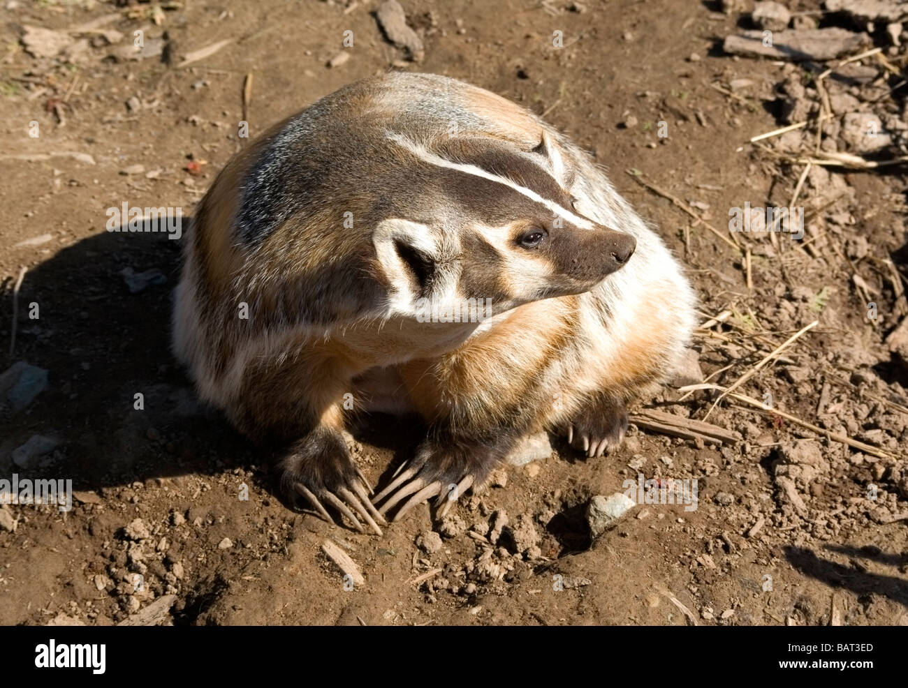 Blaireau américain Banque de photographies et d’images à haute ...