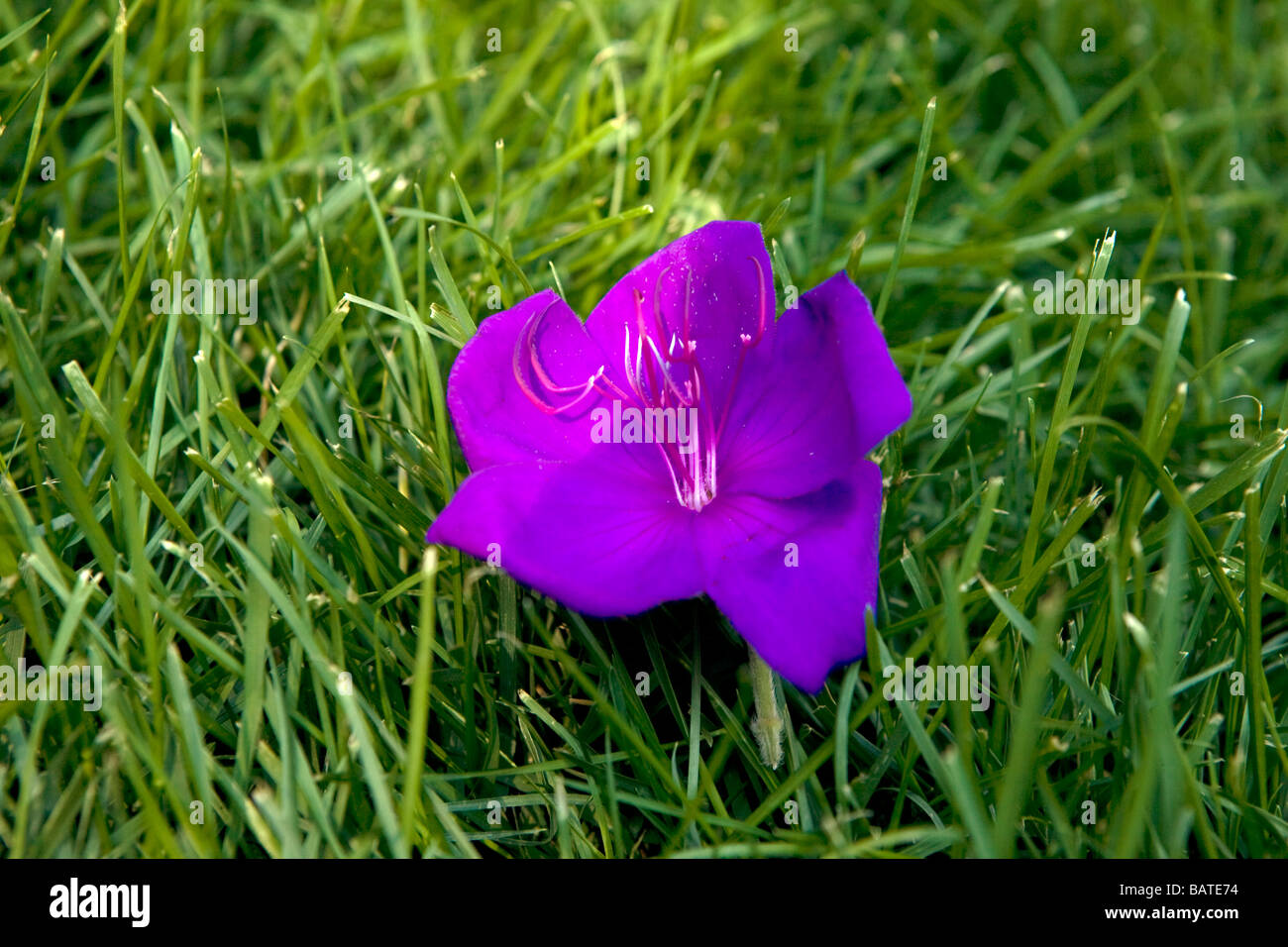 Fleur coupée Banque de photographies et d’images à haute résolution - Alamy