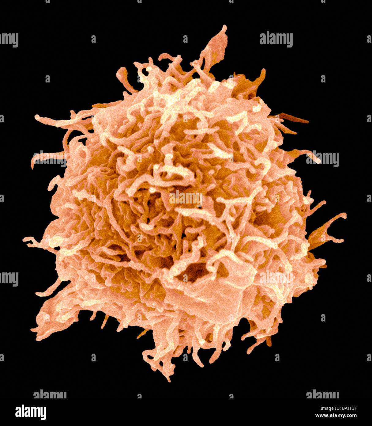 Scanning electron microscope image lymphocyte Banque de photographies ...