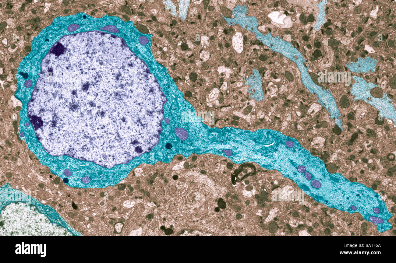 Neurone Microscope Banque d'image et photos - Alamy