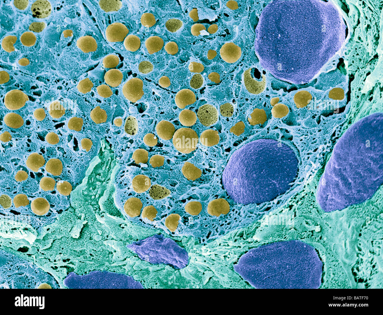Cellule acineuse Banque de photographies et d’images à haute résolution ...