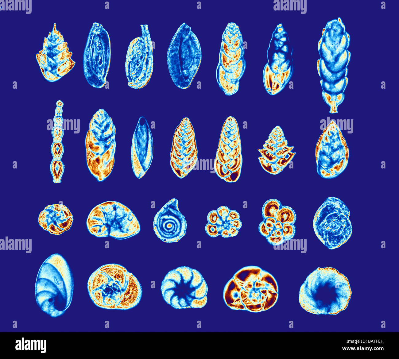 Foraminifera or foraminiferans Banque de photographies et d’images à ...