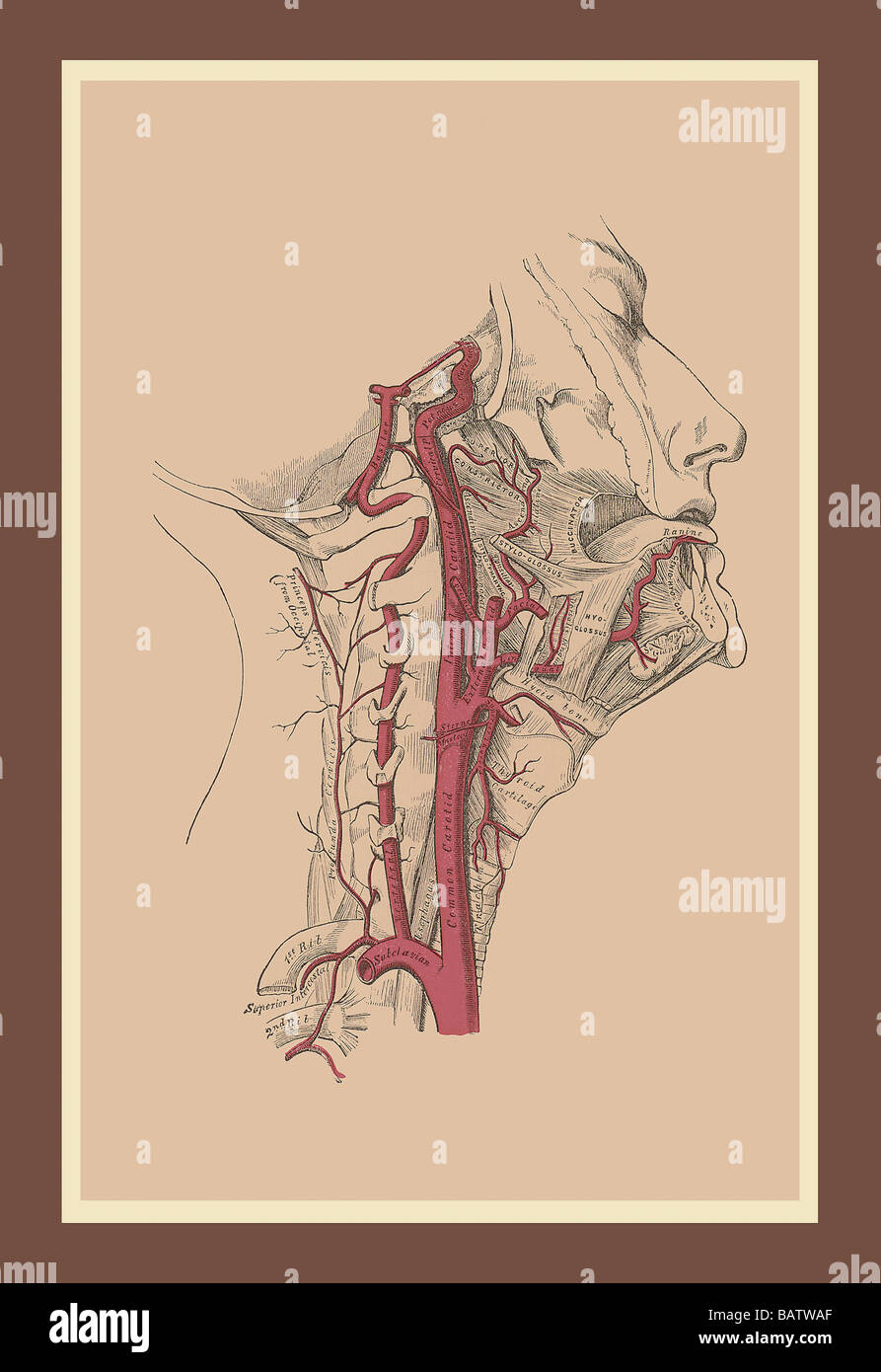 Internal carotid artery Banque de photographies et d’images à haute ...
