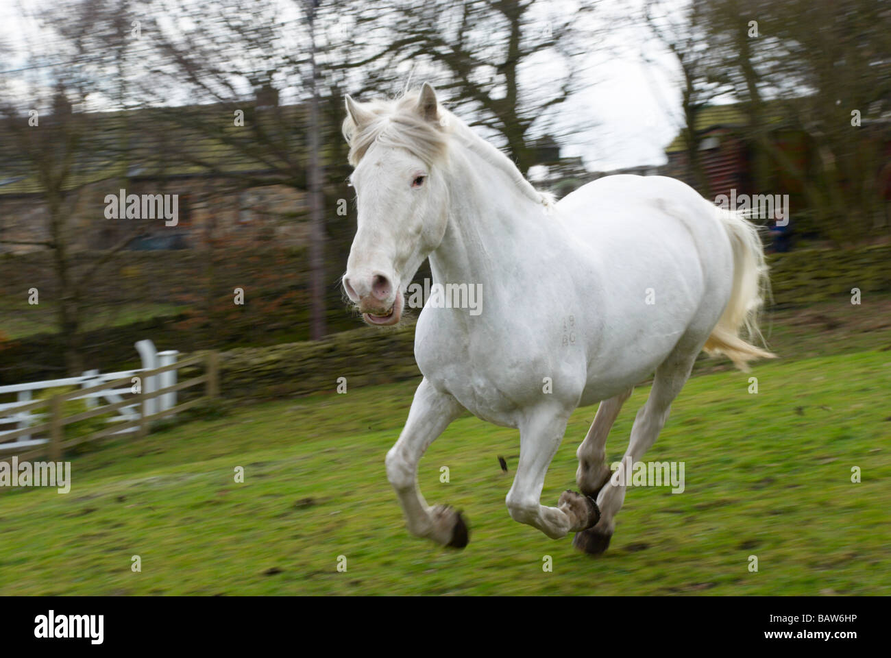 Cheval courant dans un champ Banque de photographies et d’images à ...