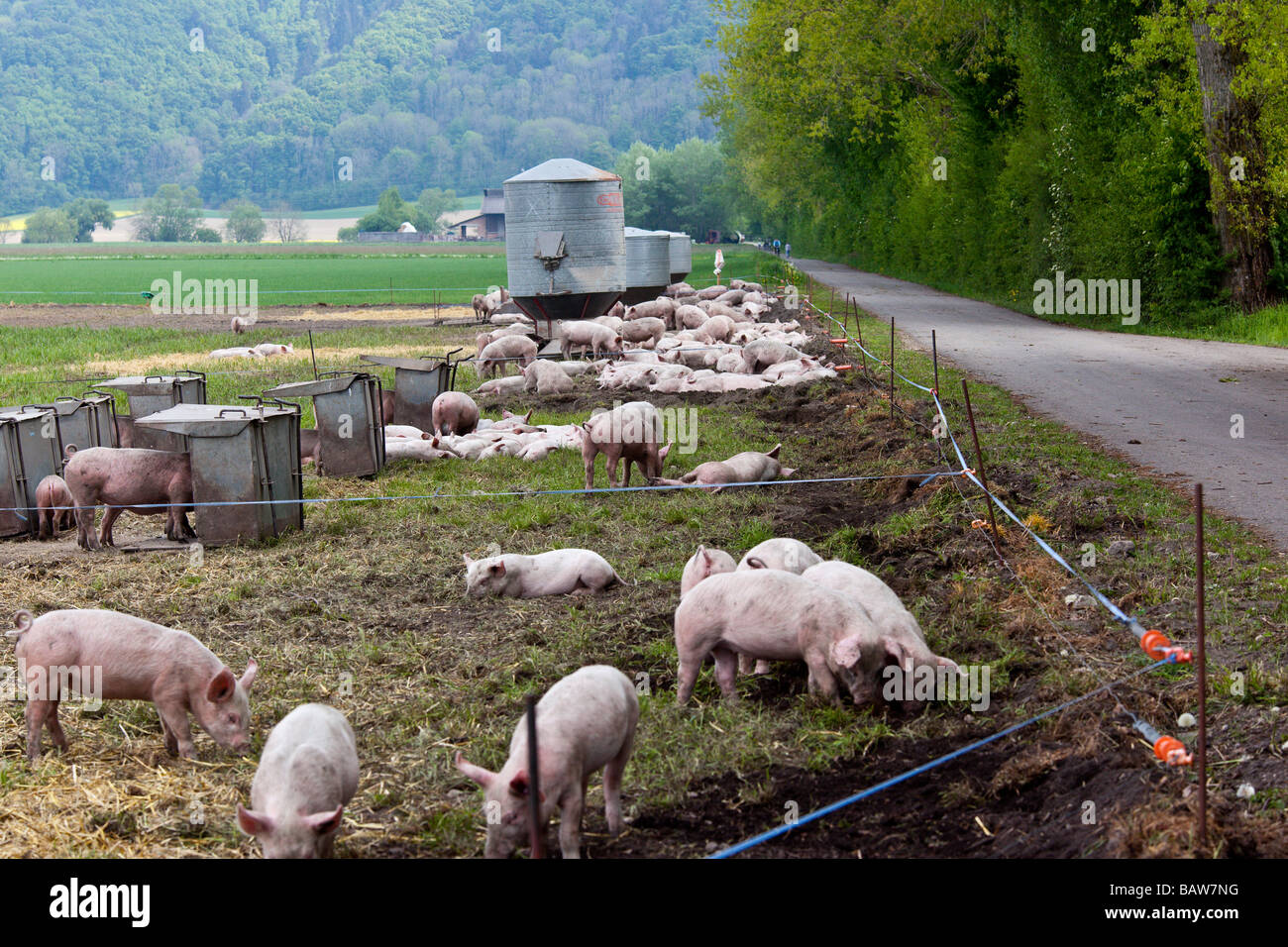 Ferme porcine Banque de photographies et d’images à haute résolution ...
