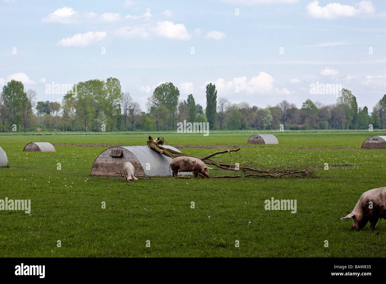 Pig huts Banque de photographies et d’images à haute résolution - Alamy