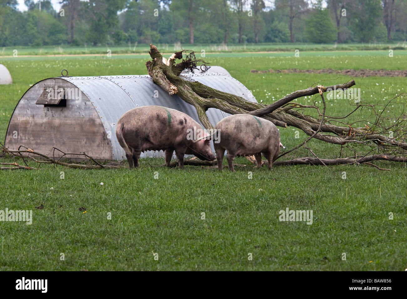 Les porcs dans une ferme porcine biologique à la recherche de ...