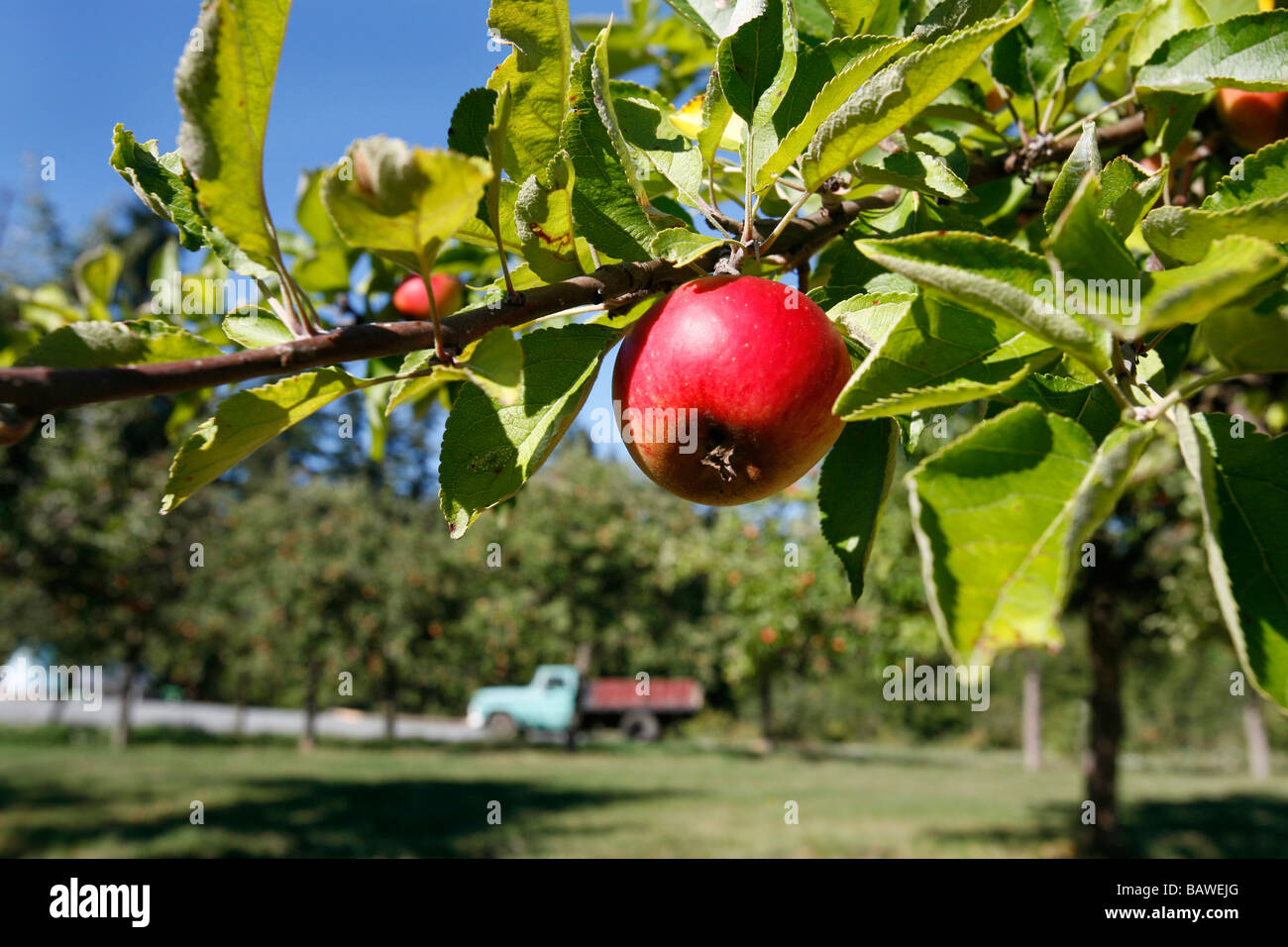 Pommes accrochent sur un arbre pommes sur un arbre Banque de ...