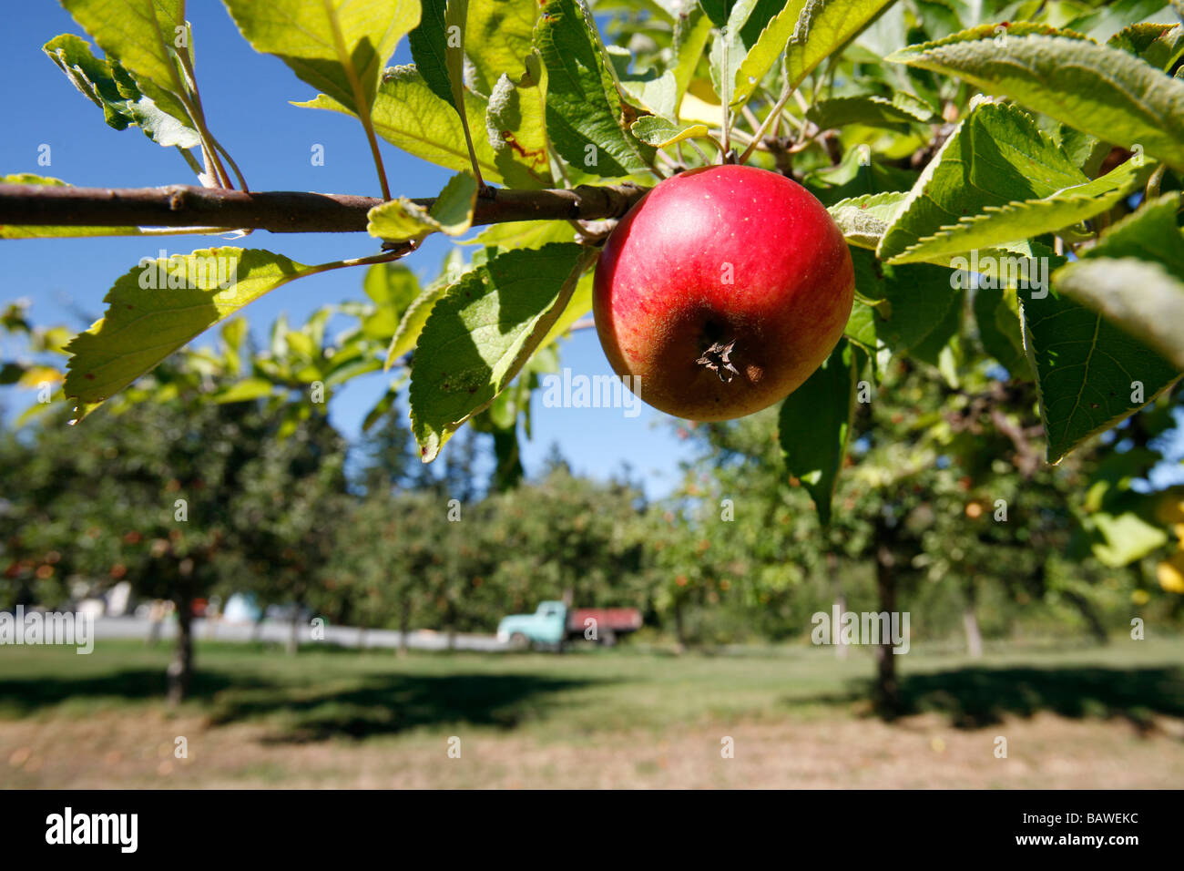 Pommes accrochent sur un arbre pommes sur un arbre Banque de ...