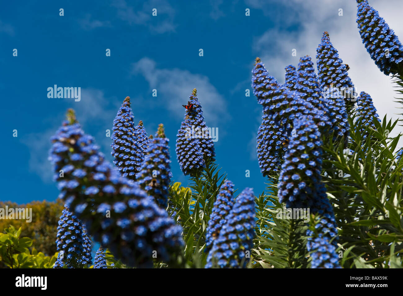 Fleurs de madère Banque de photographies et d’images à haute résolution ...