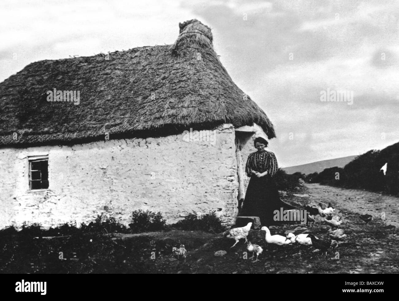Canards poules oies Banque d'images noir et blanc - Alamy
