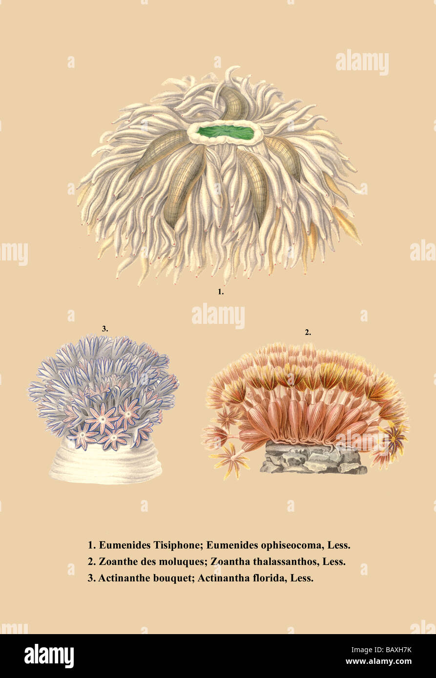 The eumenides Banque de photographies et d’images à haute résolution ...