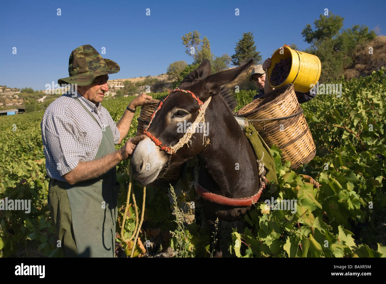 âne avec des paniers Banque de photographies et d’images à haute ...