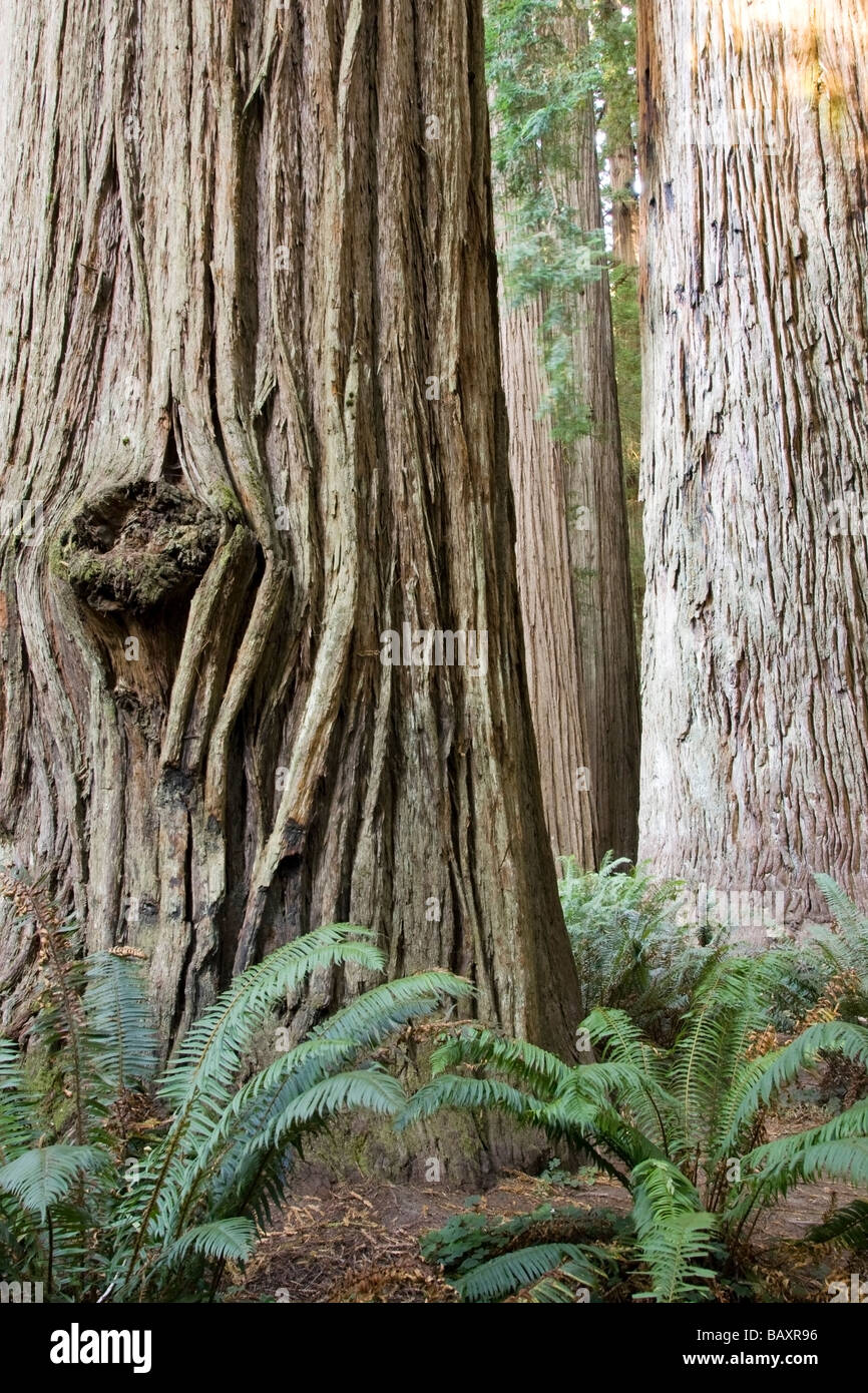 Stout tree Banque de photographies et d’images à haute résolution - Alamy