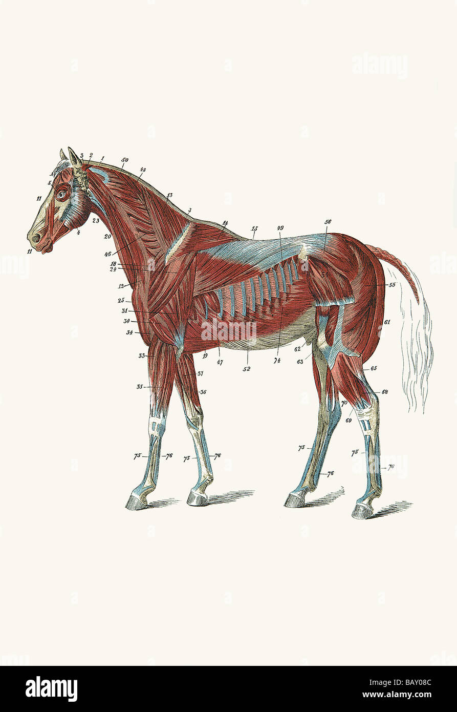 Tendons cheval Banque de photographies et d’images à haute résolution ...