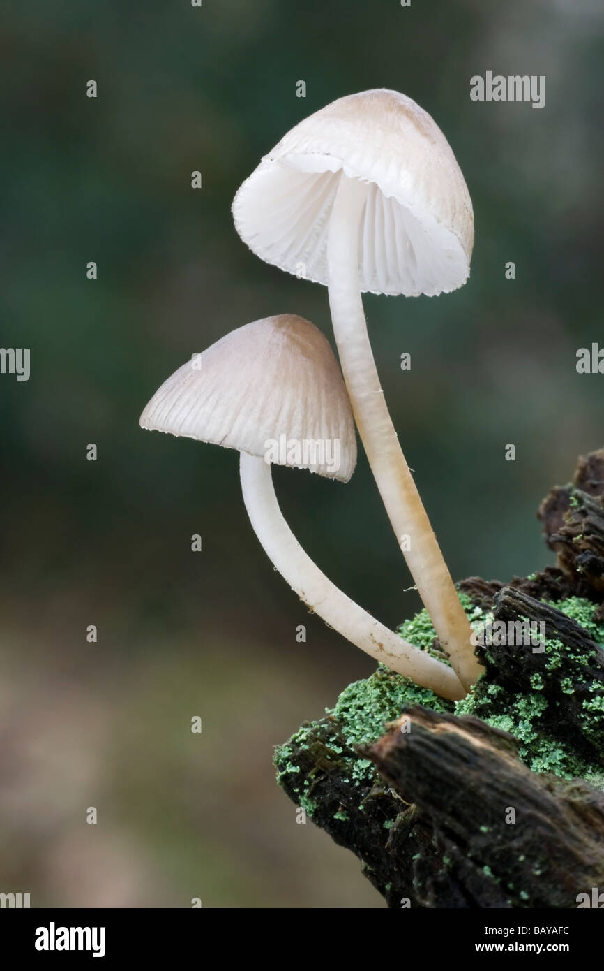 Mycena inclinata Banque de photographies et d’images à haute résolution ...