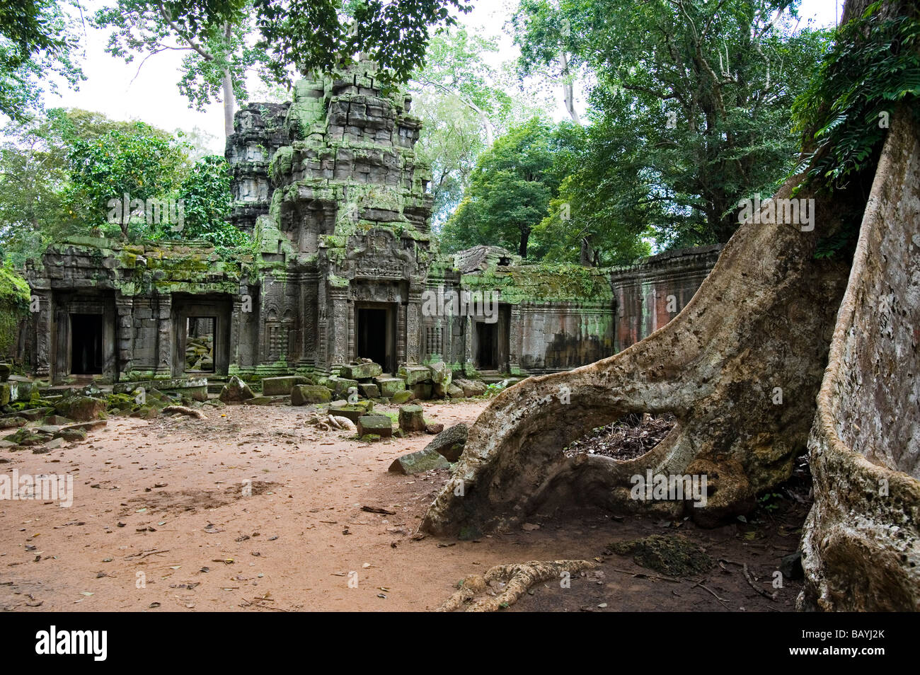 La Jungle Ruines de Ta Prohm Temple, Angkor, au Cambodge Photo Stock ...