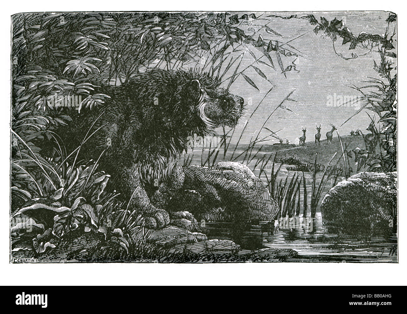 Le lion à la piscine Panthera leo big cats félidés sauvages menacées d ...