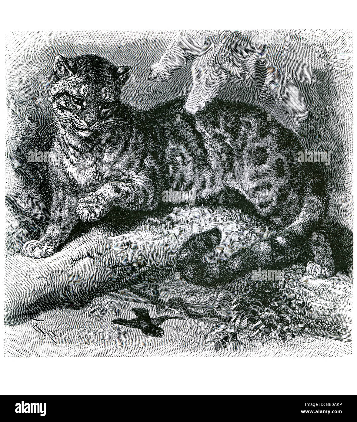 La panthère nébuleuse Neofelis nebulosa moyennes big cat tan tawny coat ...