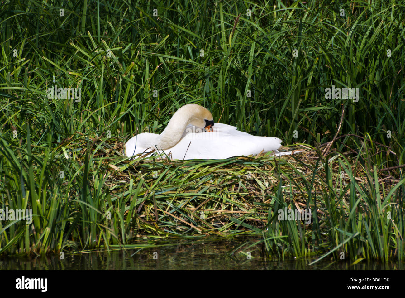 Nid de cygnes Banque de photographies et d’images à haute résolution - Alamy