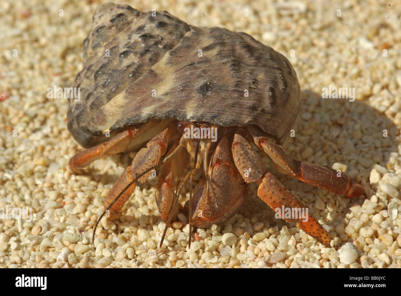 Ermite crabe Banque de photographies et d’images à haute résolution - Alamy