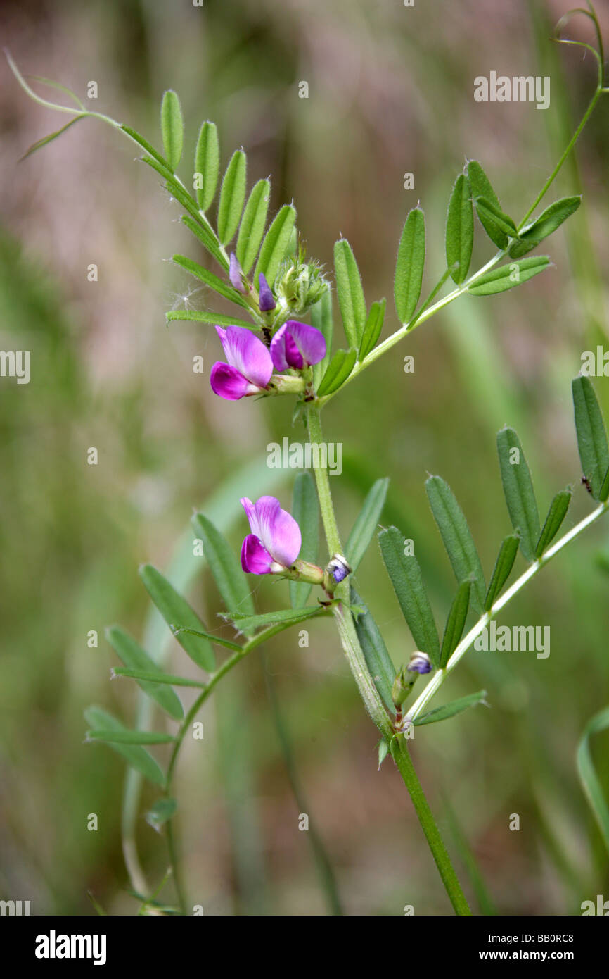Vicia sativa Banque de photographies et d’images à haute résolution - Alamy