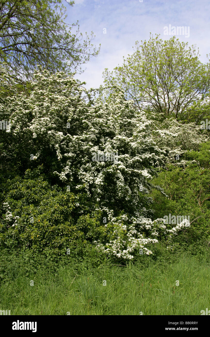 Crataegus monogyna Banque de photographies et d’images à haute ...