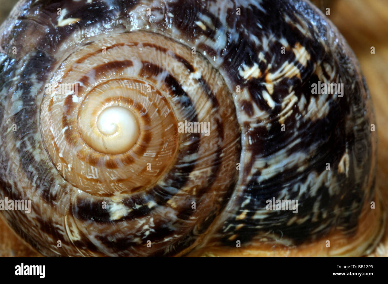 Gros plan d'un escargot Banque de photographies et d’images à haute ...